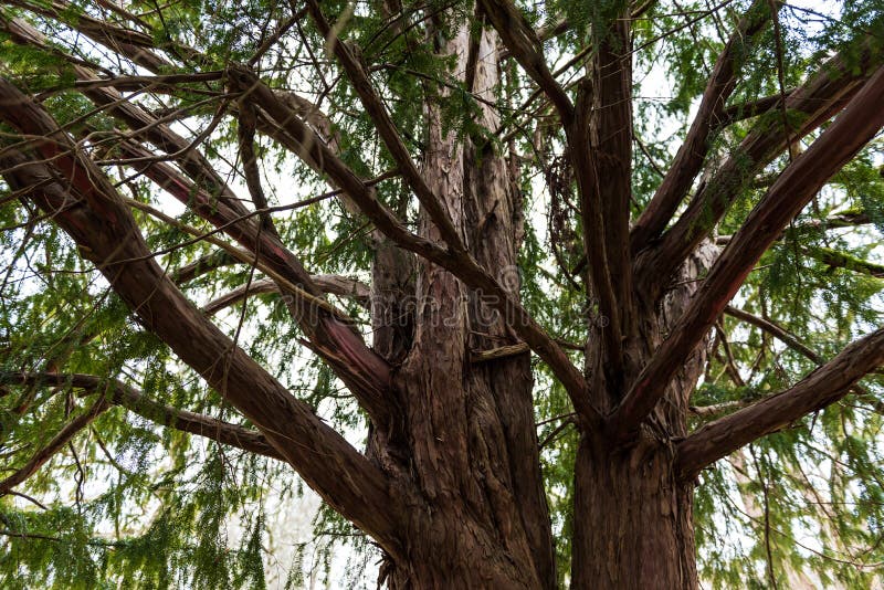 Largest Yew Stock Photos - Free & Royalty-Free Stock Photos from Dreamstime