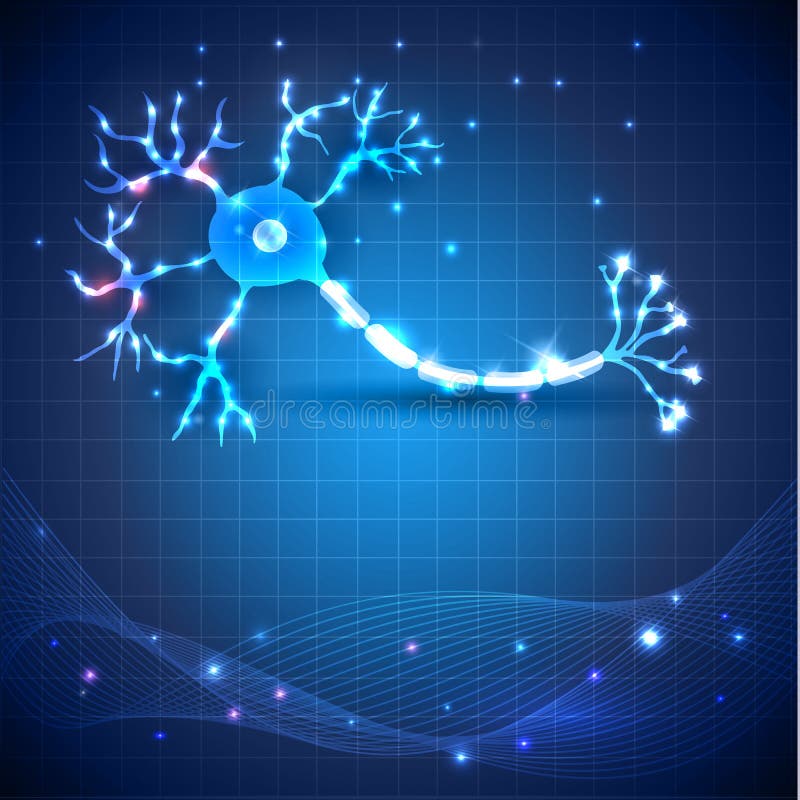 Neuron, De Anatomie Van De Zenuwcel Vector Illustratie - Illustration ...