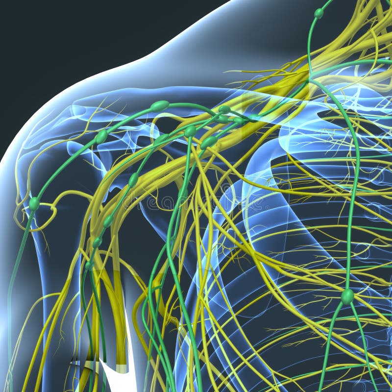 Zenuwen En Lymfeklieren Bij Het Schouderblad Stock Illustratie ...