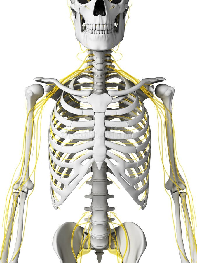Zenuwen en skelet stock illustratie. Illustration of systeem - 30721840