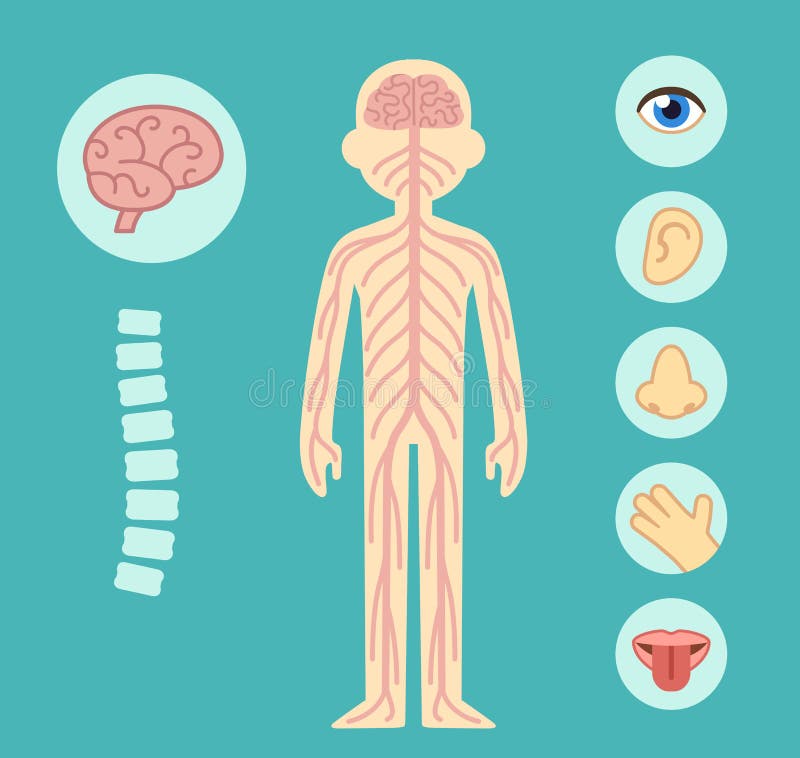 Zenuwstelsel vector illustratie. Illustration of grafiek - 55486370