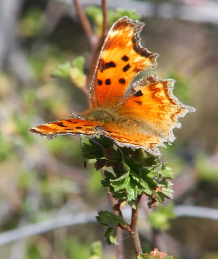 Comma Anglewing Butterfly stock image. Image of insect - 25804841