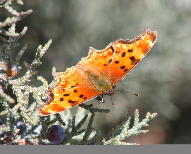 Zephyr Anglewing Hoary Comma Butterfly Stock Photo - Image of oregon ...