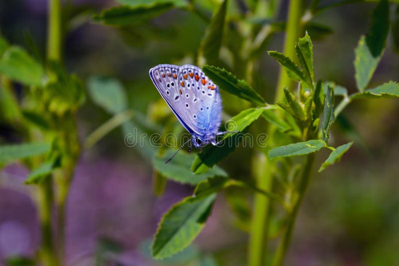 Zephyr Blue Butterfly on a Leaf of a Plant Stock Image - Image of ...