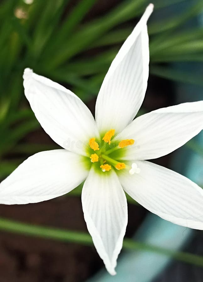 Zephyranthes candida stock image. Image of white, zephyranthes - 274725319