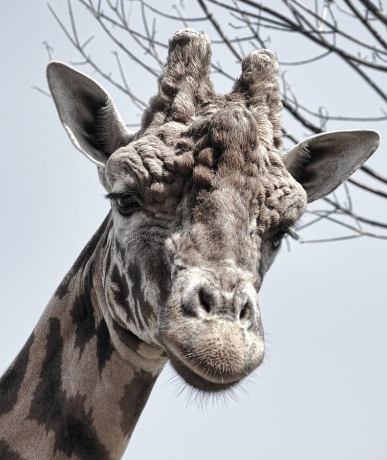Zeraf stock photo. Image of mammals, tropical, animal - 14951696
