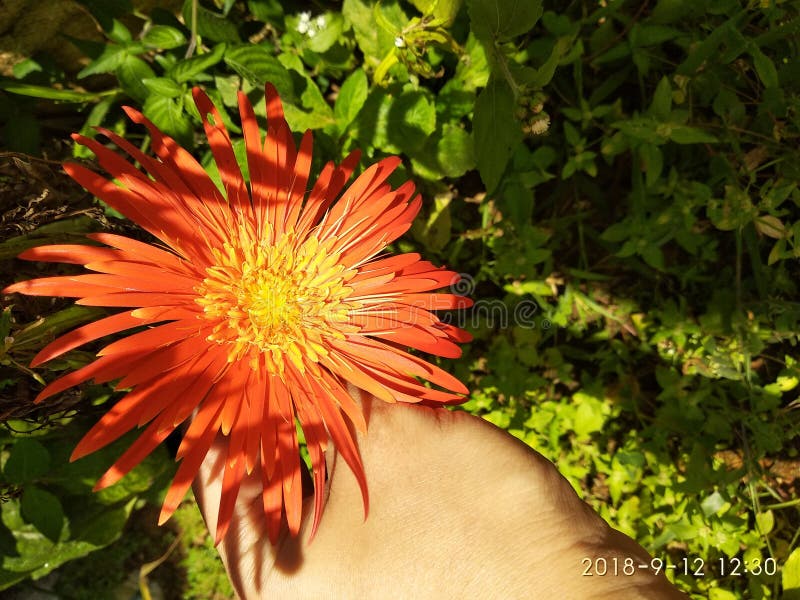 Zerbera flower stock photo. Image of petal, leaf, wildflower - 191087498