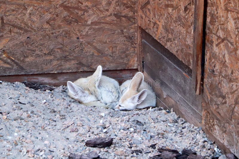 Zerda De Vulpes De Renards De Fennec, Animal De Faune Image stock ...
