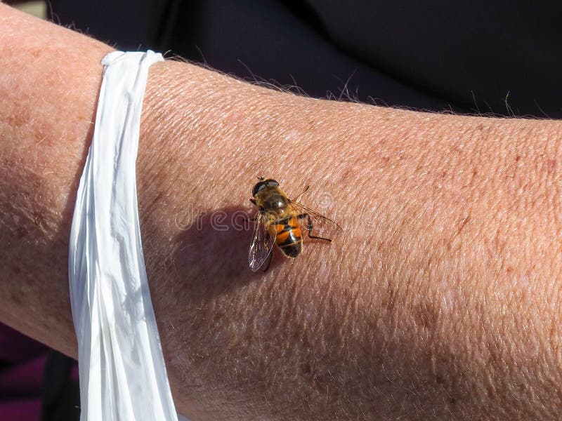 Bee resting on the arm stock image. Image of flier, finger - 267444883
