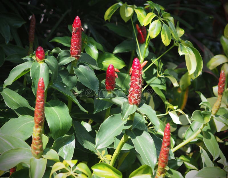 Zingiber Zerumbet Plant Also Known As Bitter Ginger Or Shampoo Ginger ...