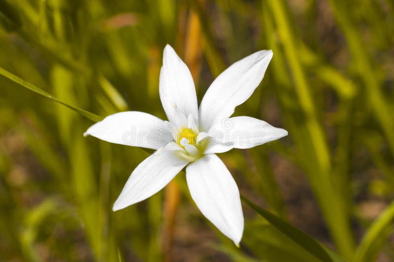 Zes Bloemblaadjes Witte Bloem Stock Afbeelding - Image of life, nave ...