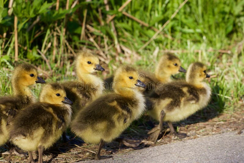 3 Kuikens Van Canadese Ganszitting in Het Gras En Het Loensen Van Zon ...