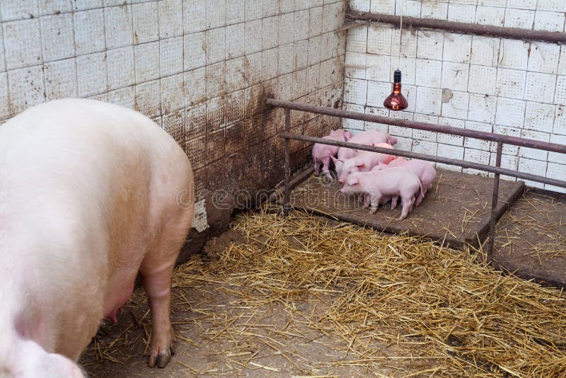 Het Varken Van De Zeug Met Biggetjes Stock Afbeelding - Image of dier ...
