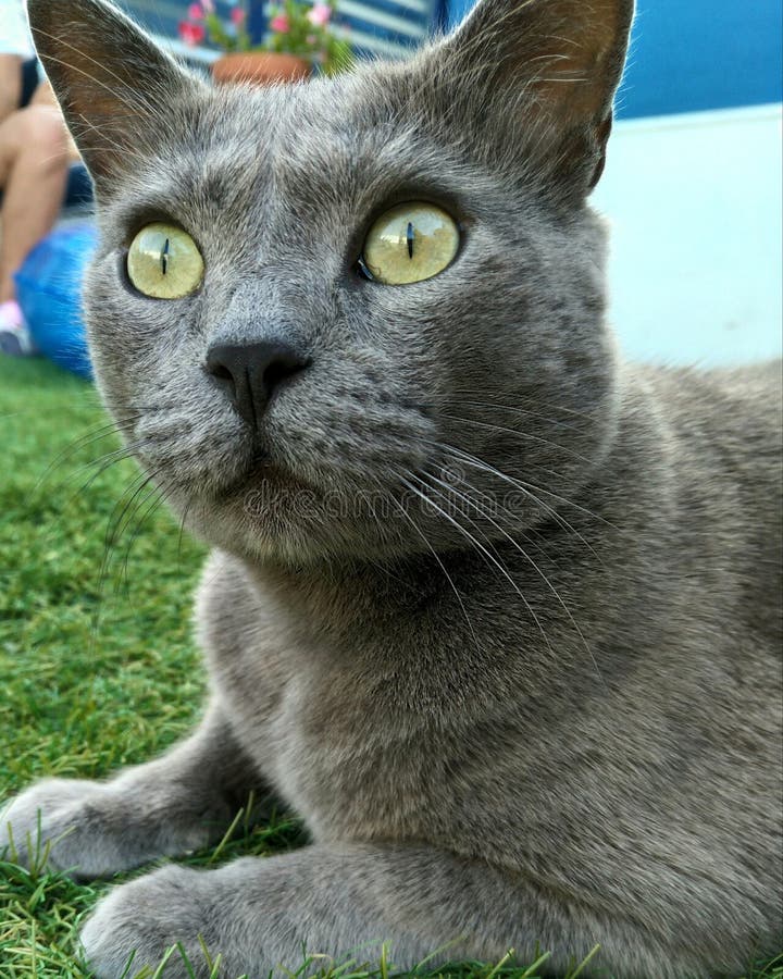 Zeus cat olive eyes stock image. Image of olive, eyes - 123080771