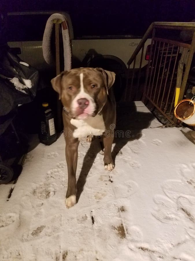 Zeus stock image. Image of zeus, bully, puppy, snow - 116895919