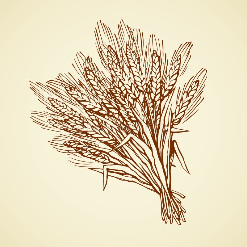 Zeven Aartjes Van Tarwe Vector Tekening Vector Illustratie ...