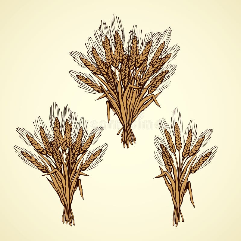 Zeven Aartjes Van Tarwe Vector Tekening Vector Illustratie ...