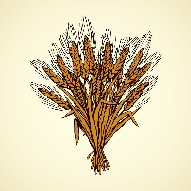 Zeven Aartjes Van Tarwe Vector Tekening Vector Illustratie ...