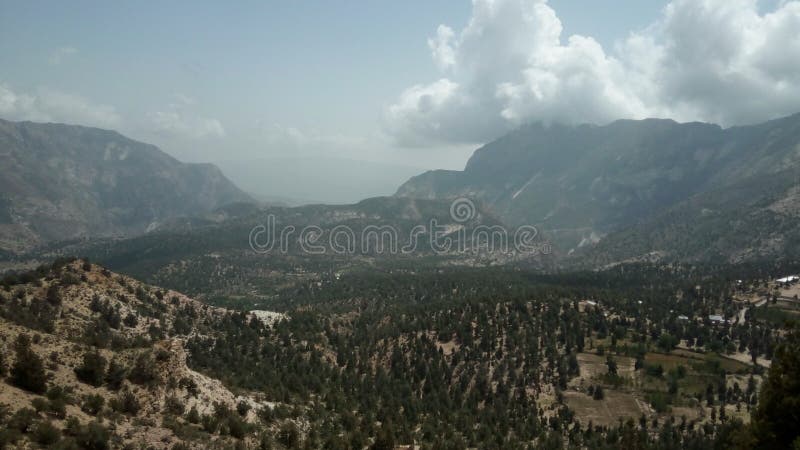 Juniper forest stock photo. Image of sanober, mountains - 87673448