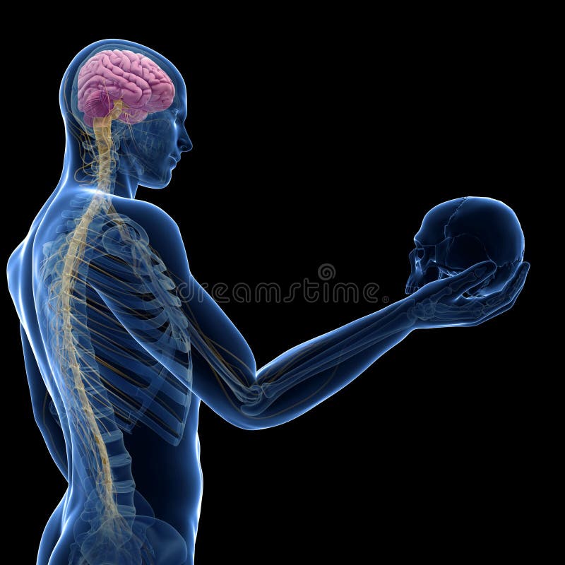 Zichtbare Hersenen En Zenuwen Stock Illustratie - Illustration of ...