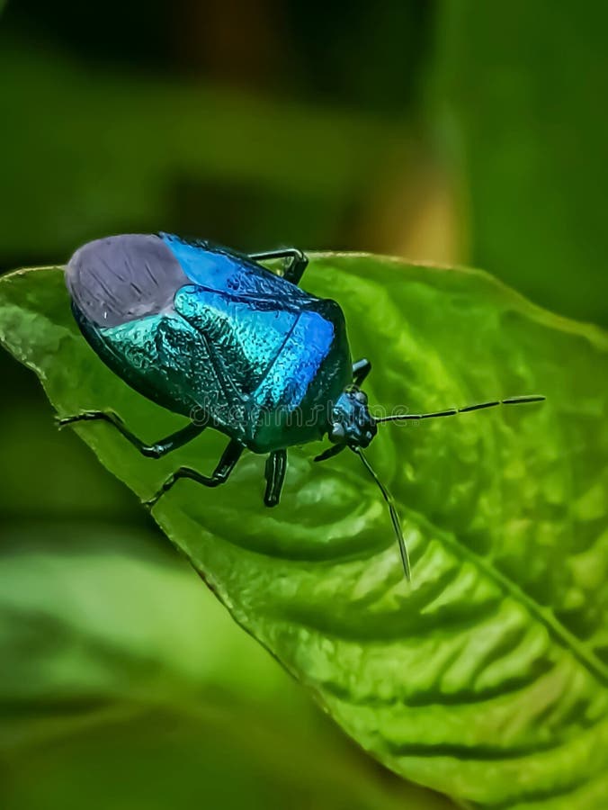 Zicrona caerulea stock image. Image of species, shieldbug - 271500543