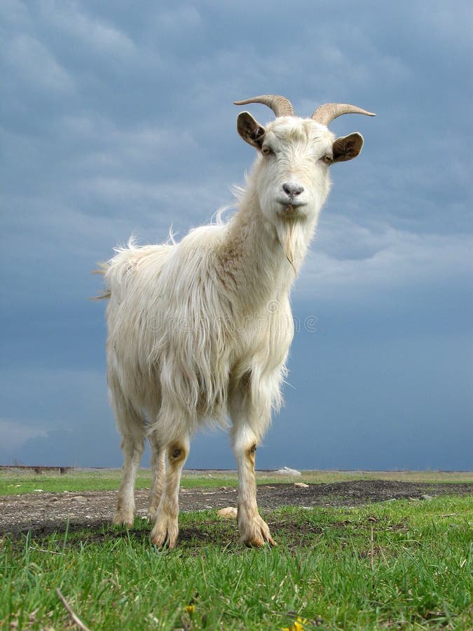 229,317 Ziegenmann Stock Fotos - Freie & Royalty-Free Stock Fotos von ...
