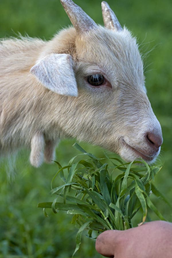 Die kleine Ziege stockbild. Bild von flaumig, pelz, feld - 85652005