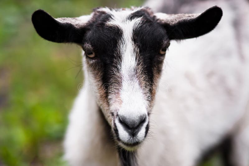 137,174 Ziege Fotos - Kostenlose und Royalty-Free Stock-Fotos von ...