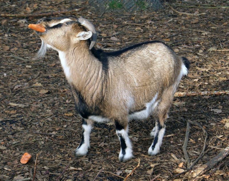 ZIEGE stockbild. Bild von kopf, säugetier, nahaufnahme - 27606797