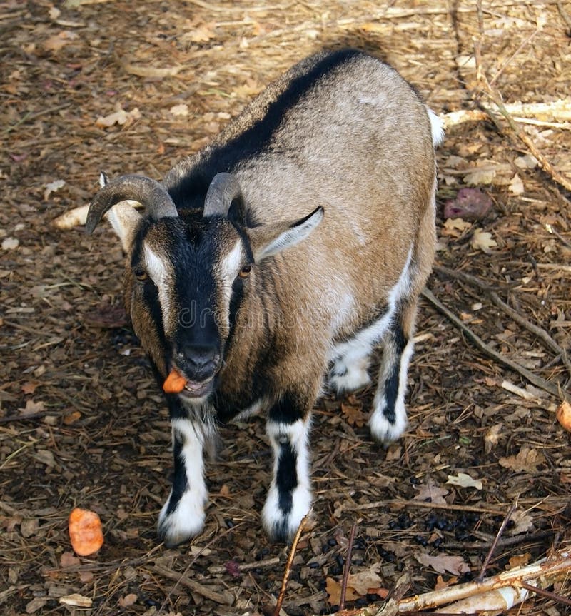 ZIEGE stockbild. Bild von kopf, säugetier, nahaufnahme - 27606797