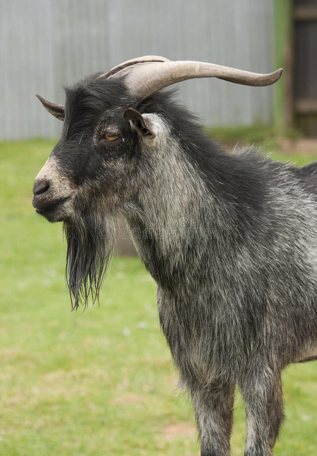 Portrait Einer Ziege Im Profil Stockbild - Bild von grün, bauernhof ...