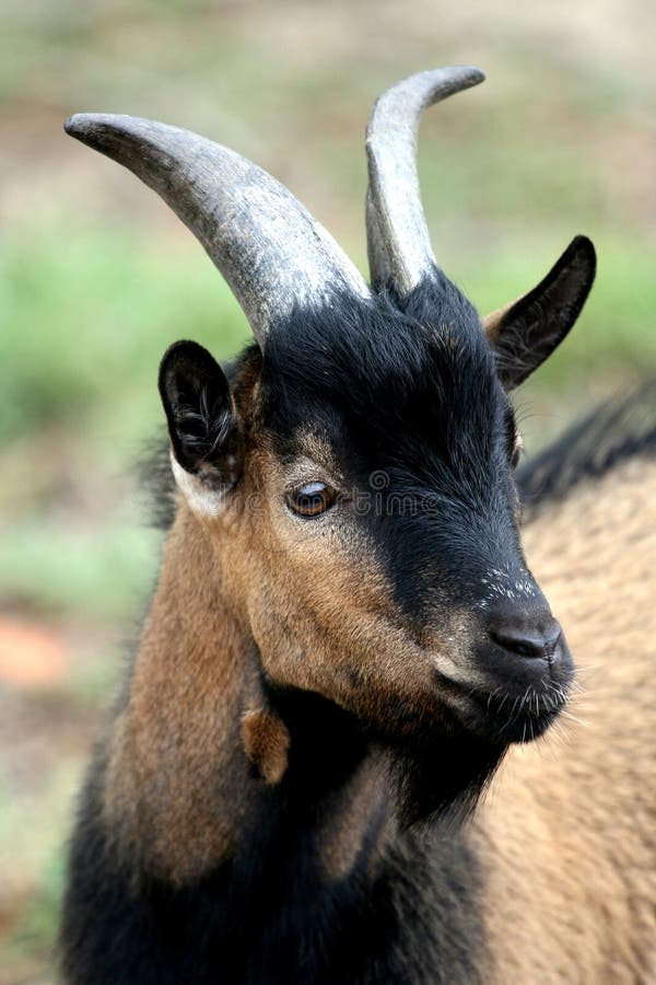 137,174 Ziege Fotos - Kostenlose und Royalty-Free Stock-Fotos von ...