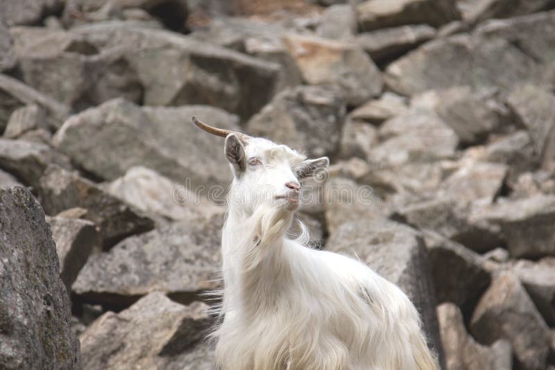 Ziegen stockfoto. Bild von bewirtschaften, bauernhof - 19606614