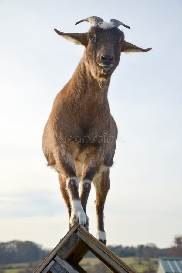 Ziege stockfoto. Bild von bauernhof, ziege, dach, tier - 94672540