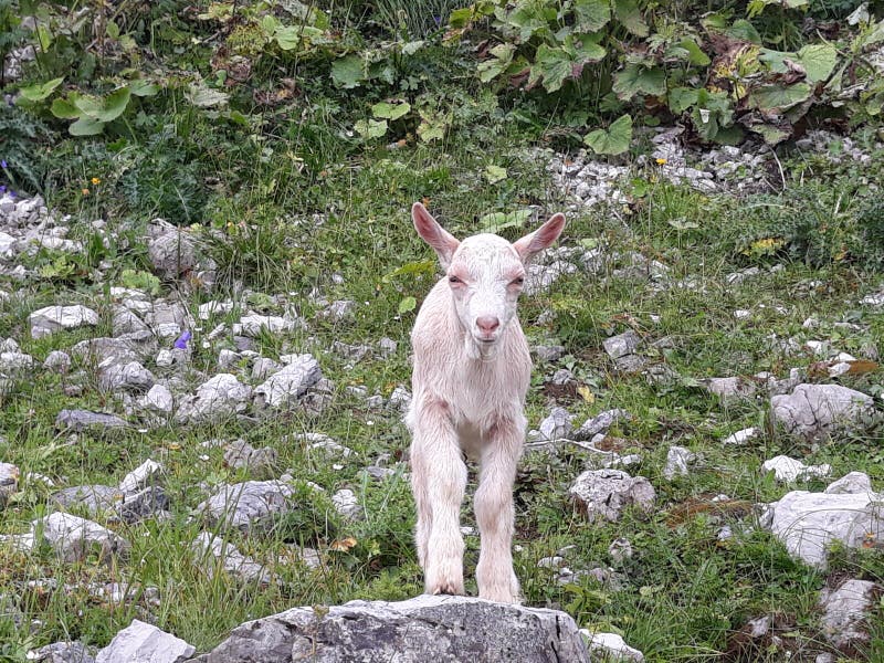 Ziege Cabra Goat Austria Mountain Stock Photo - Image of grazing ...