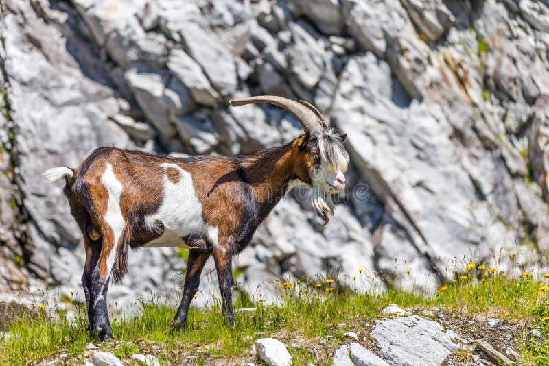 Ziege in den Alpen stockbild. Bild von horizontal, säugetier - 57220231