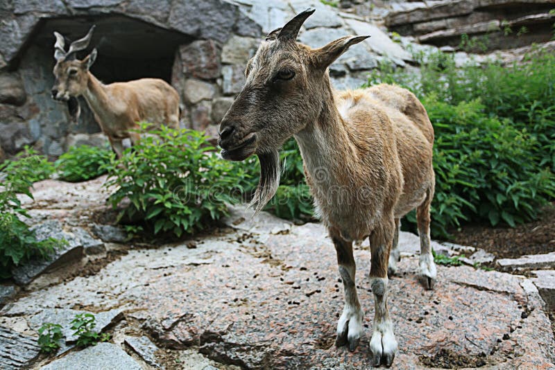 Ziege auf der Klippe stockfoto. Bild von ansicht, tourist - 76299956