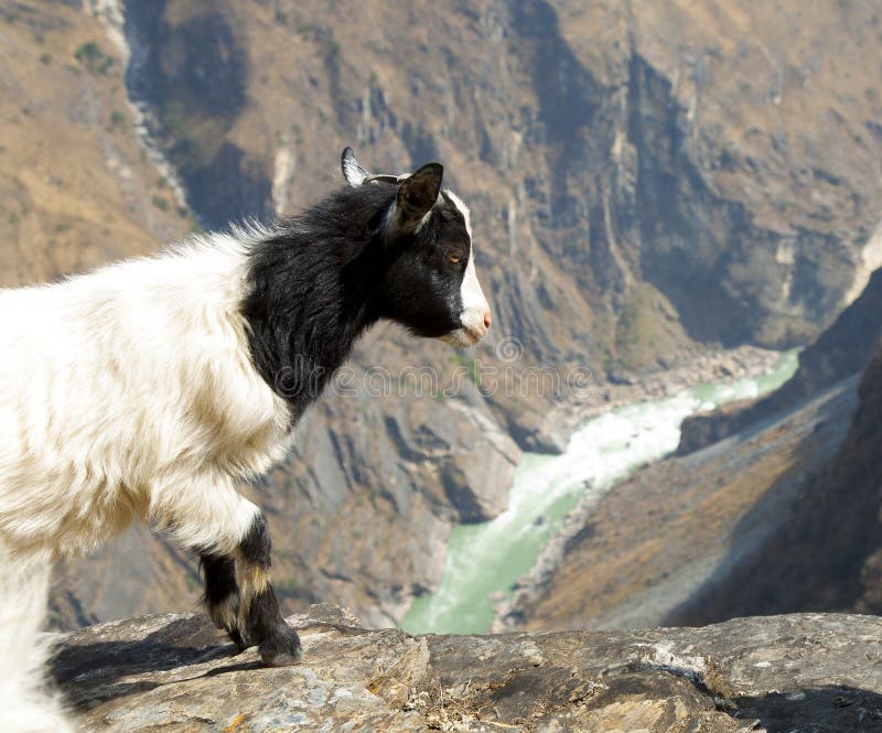 Ziegen auf Gebirgsweg stockbild. Bild von senke, berg - 30717583