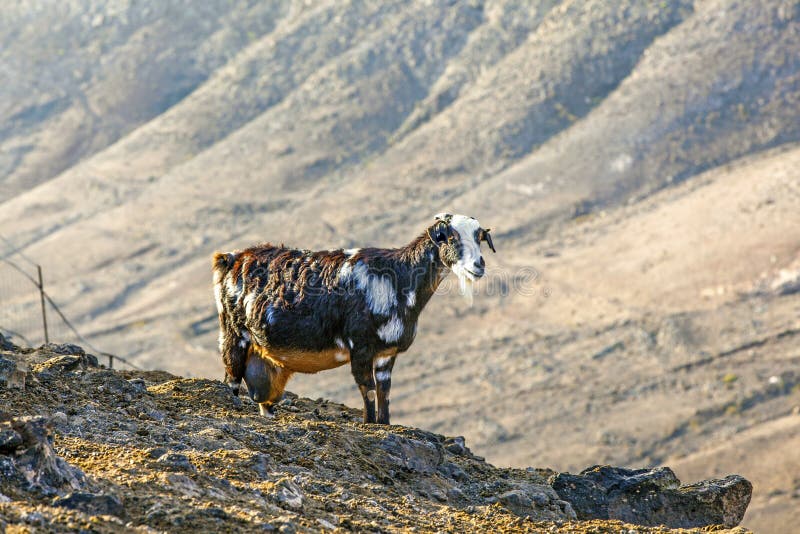 Ziege, Die Oben Auf Einen Berg in Lanzarote Steht Stockfoto - Bild von ...