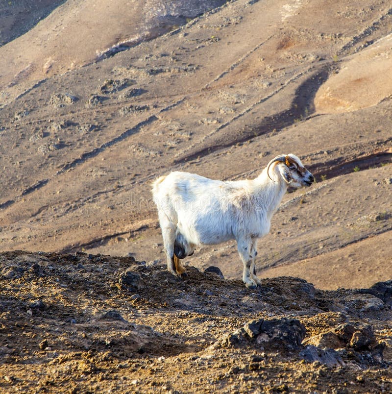 Ziege, Die Oben Auf Einen Berg in Lanzarote Steht Stockfoto - Bild von ...