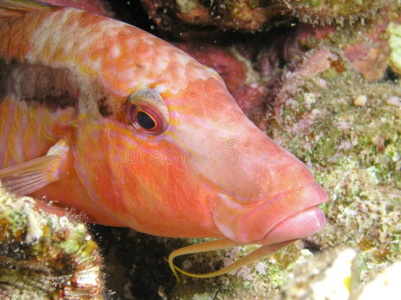 Ziege-Fische stockbild. Bild von underworld, tourismus - 15982177