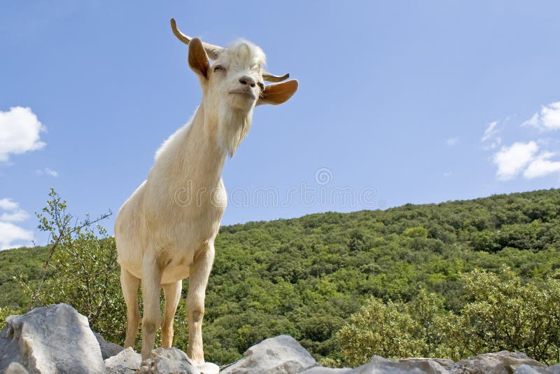 Ziege im Berg stockfoto. Bild von schafe, pelz, tiere - 23839938