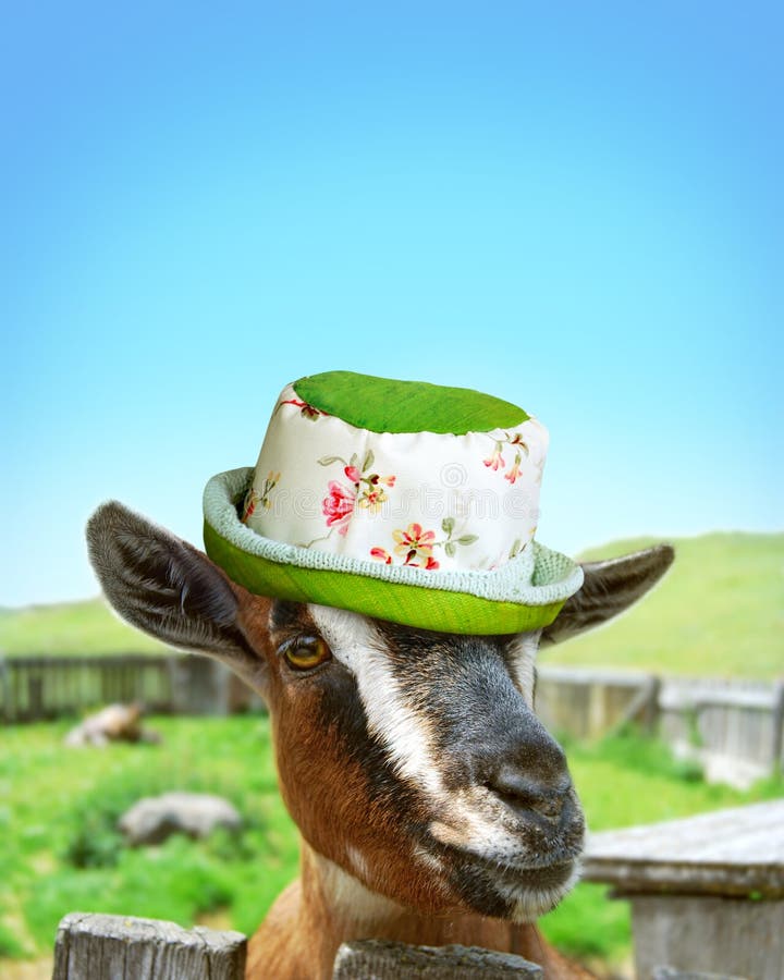 Ziege mit girly Hut stockfoto. Bild von bauernhof, ausdruck - 78318942
