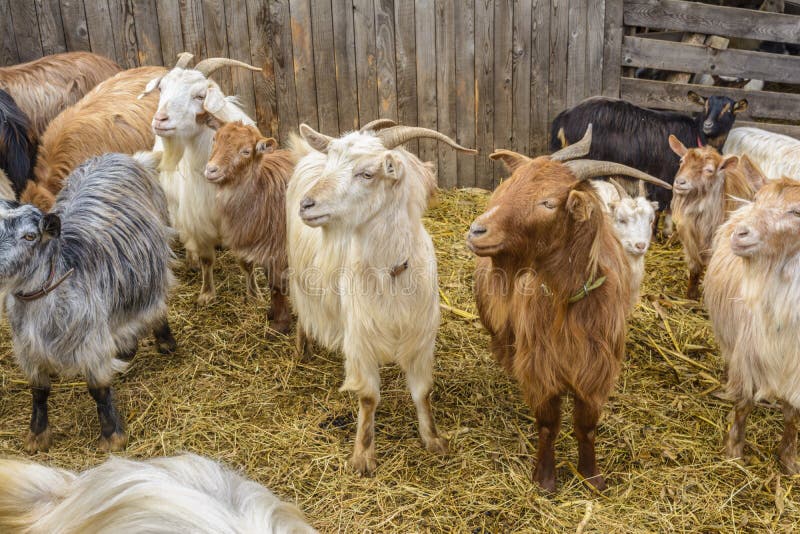 Ziegen am Bauernhof stockbild. Bild von ziegen, färse - 50353457