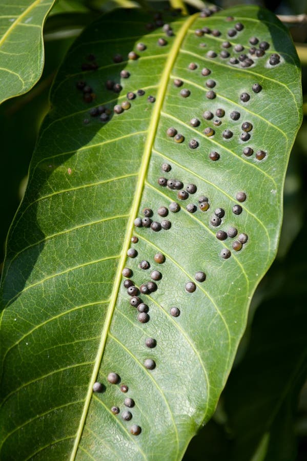 Kleine vlieg op mangozaad stock foto. Image of sluit - 93721054