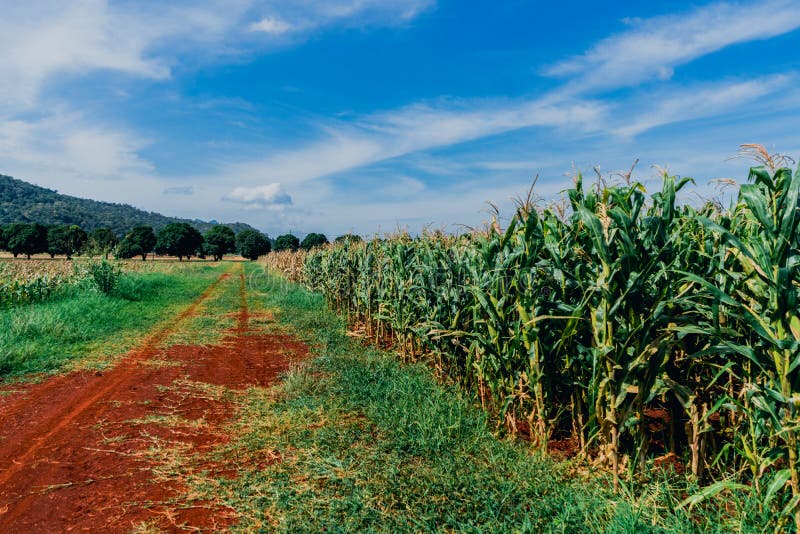 Zielenieje pole uprawne obraz stock. Obraz złożonej z rolnictwo - 105942031
