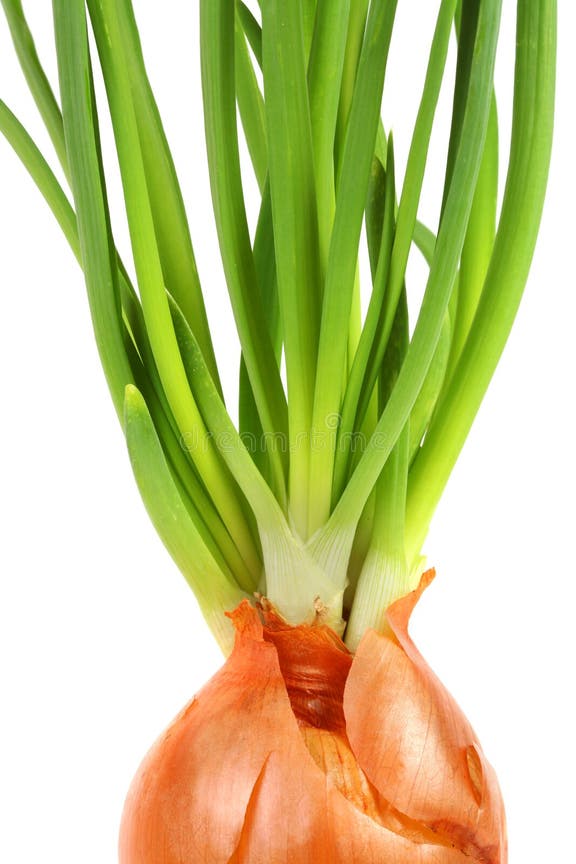 Zielona cebula obraz stock. Obraz złożonej z roślina - 29172101