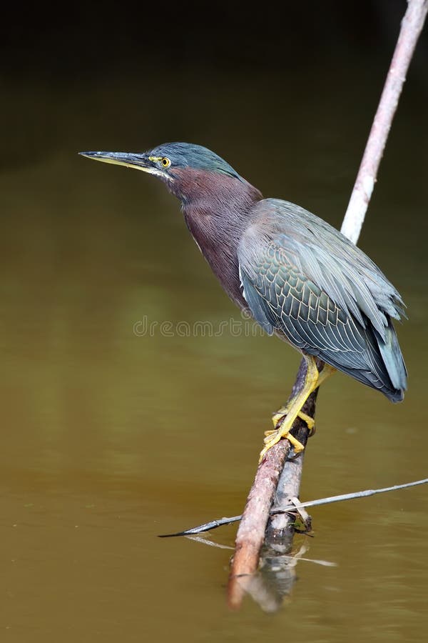 Zielona Czapla, Groene Reiger, Butorides Virescens Obraz Stock - Obraz ...