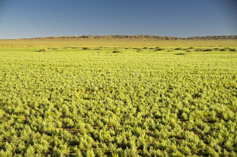 Zielona Pustynia, Gobi, Mongolia Obraz Stock - Obraz złożonej z ...