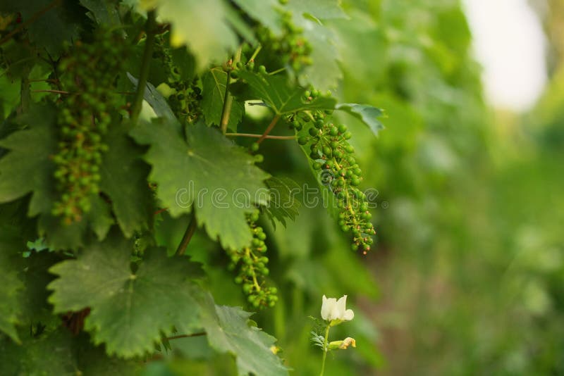 Choroby Liści Winogron Eryophyes Colomerus Vitis Chory Liść Winorośli ...